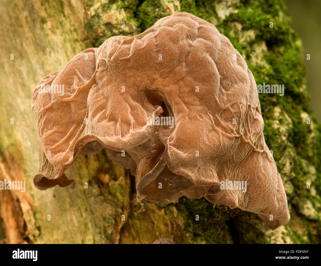 Jews Ear (Fungus Stock Photo - Alamy