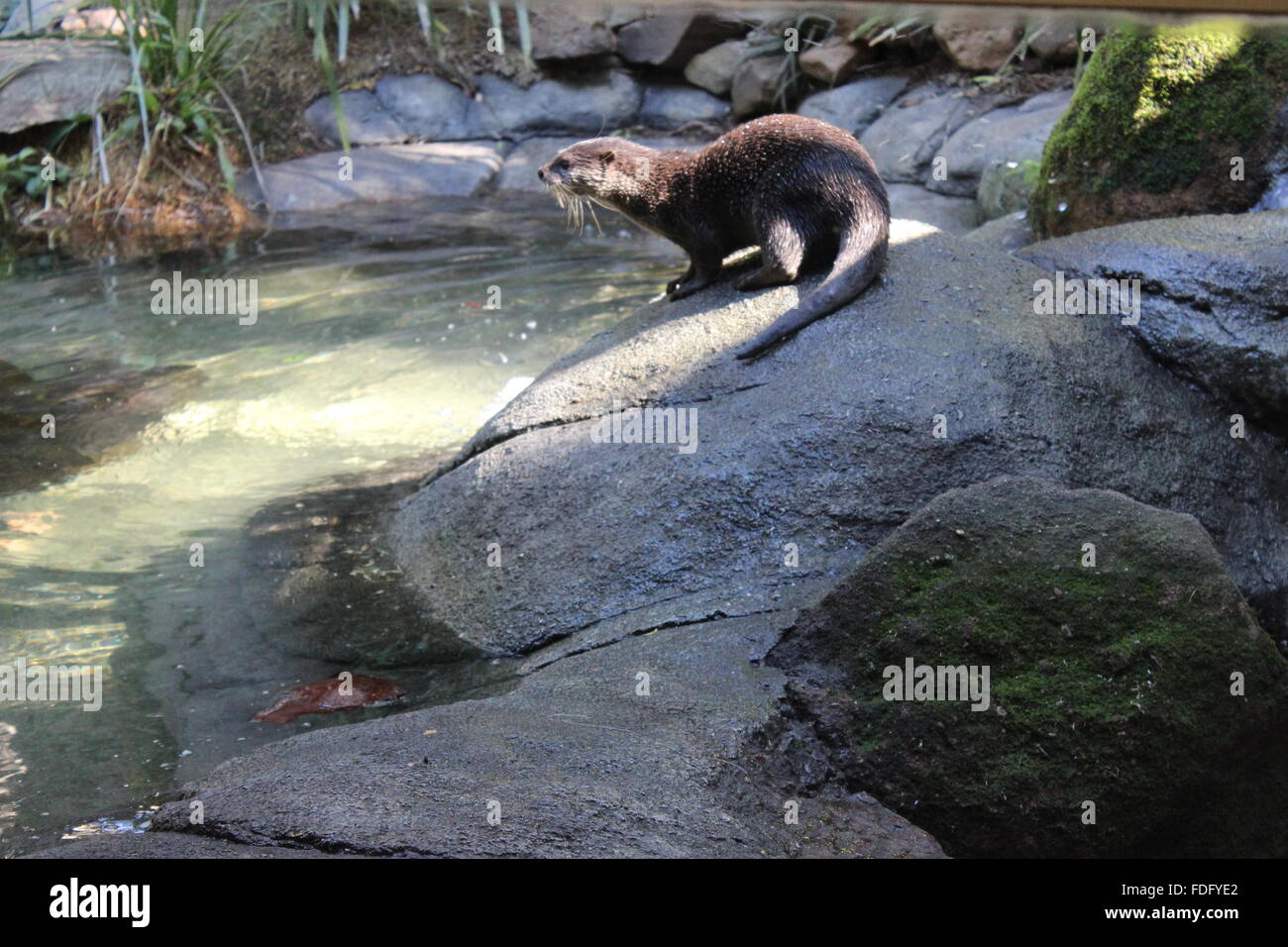 otter in Australia Zoo Stock Photo - Alamy