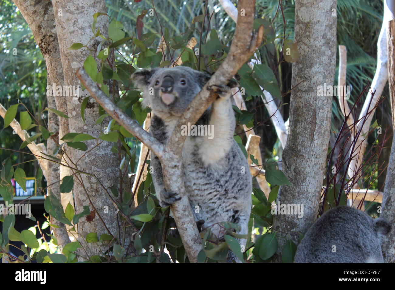 Koala in Australia Zoo, Brisbane, Australia Stock Photo - Alamy