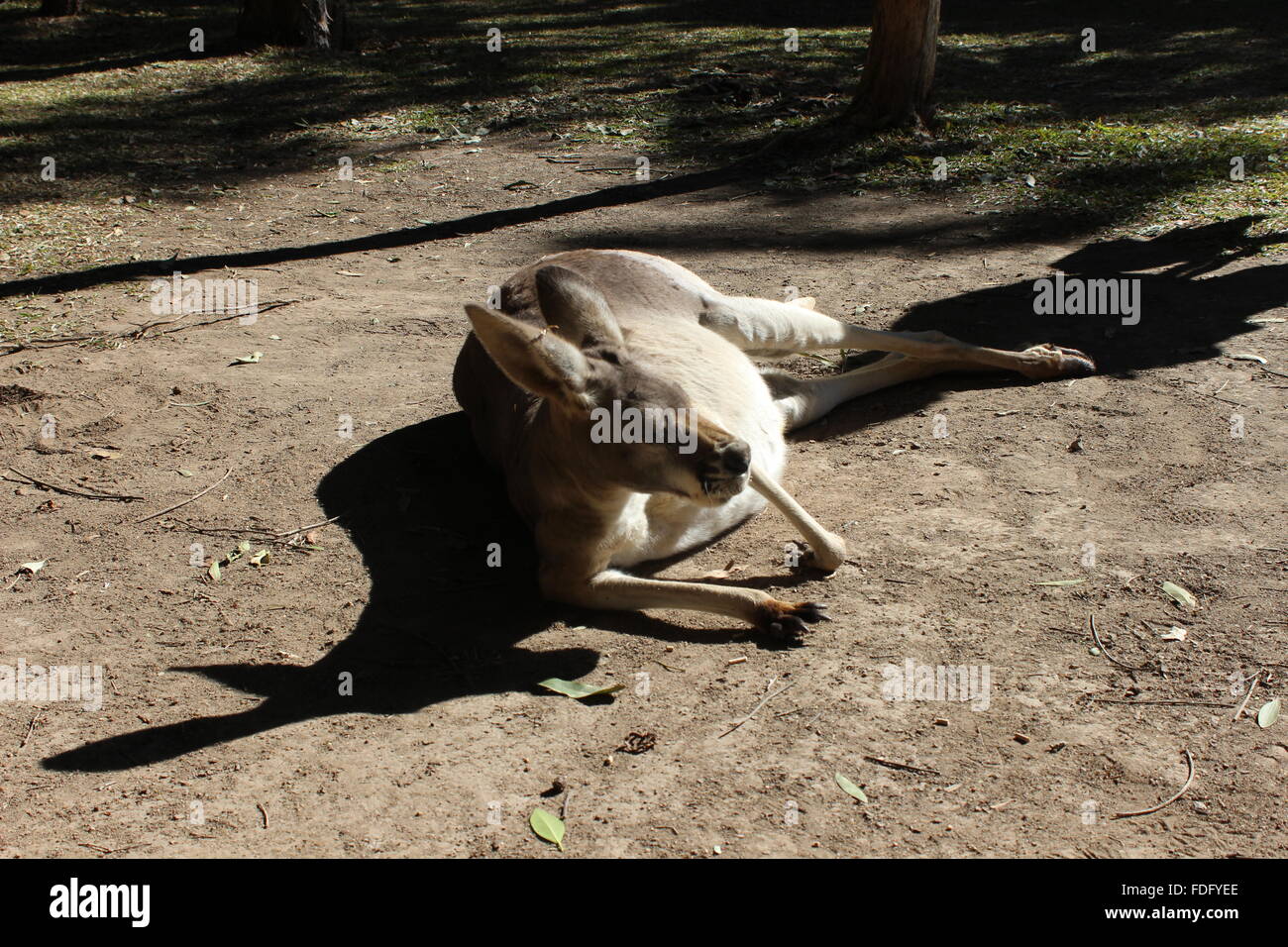 Kangaroo chill hi-res stock photography and images - Alamy