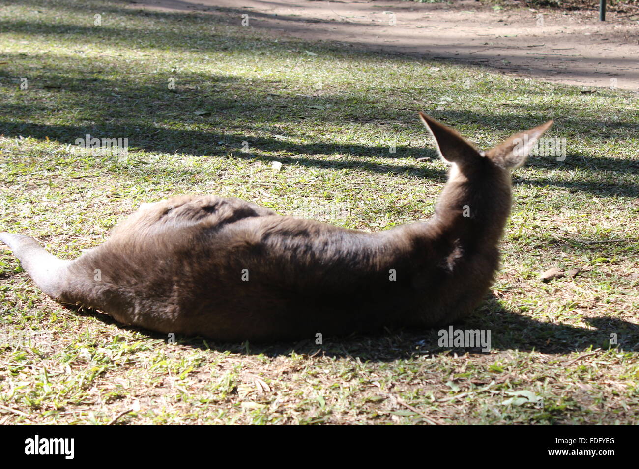 Kangaroo chill hi-res stock photography and images - Alamy