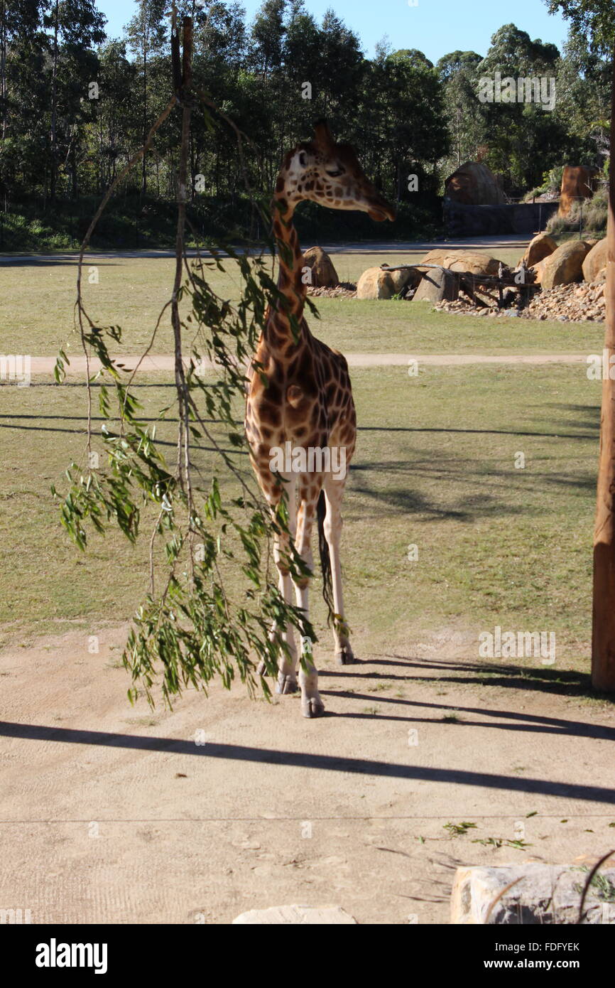 giraffe in Australia Zoo Stock Photo - Alamy