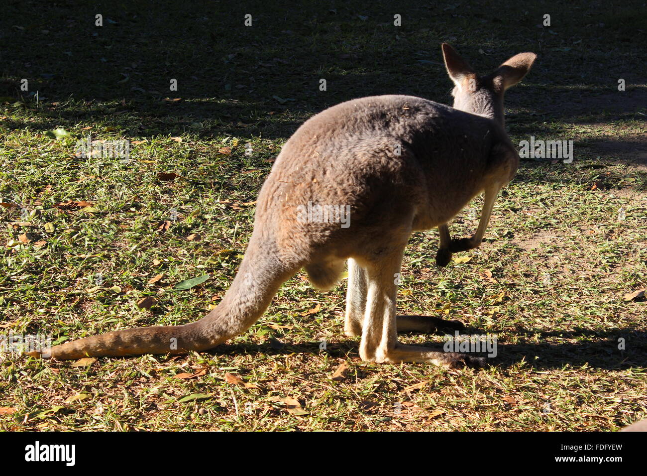 Kangaroo chill hi-res stock photography and images - Alamy