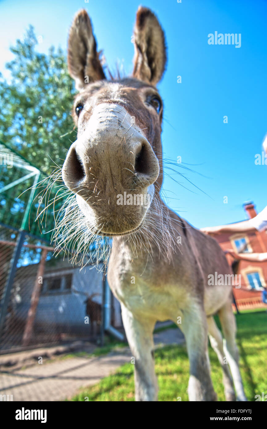 Donkey closeup portrait Stock Photo - Alamy
