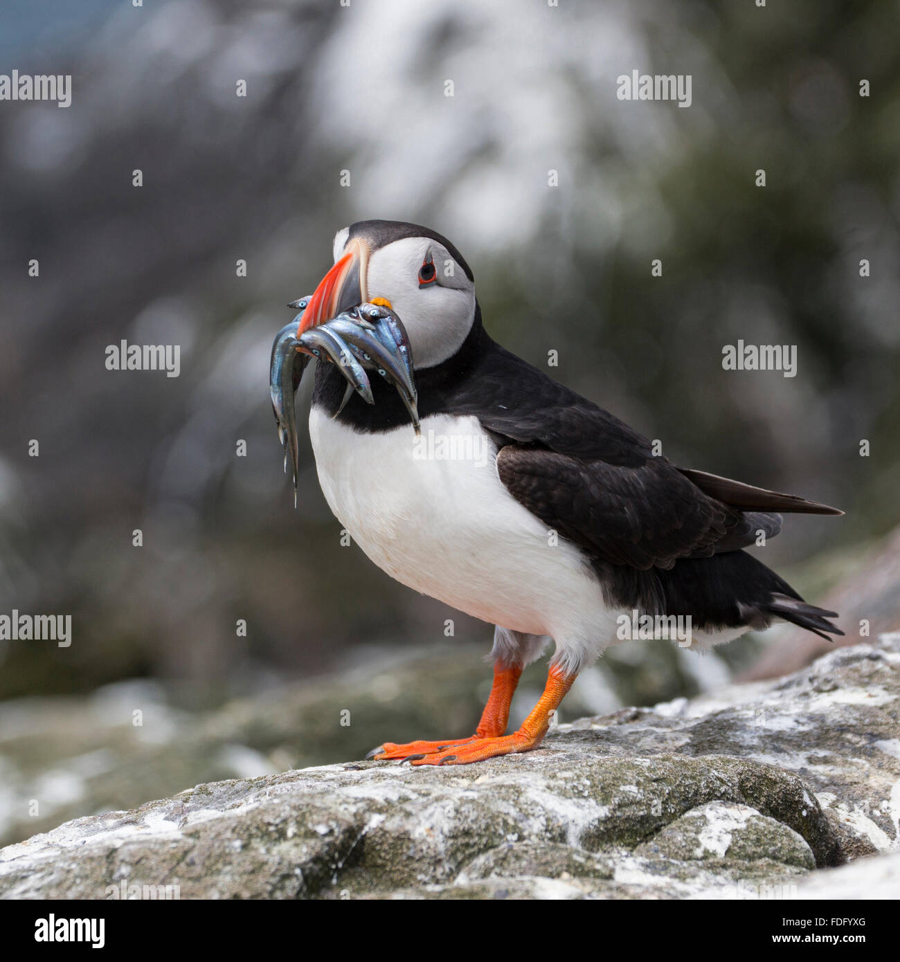 The Catch. Atlantic Puffin with sand eels Stock Photo - Alamy