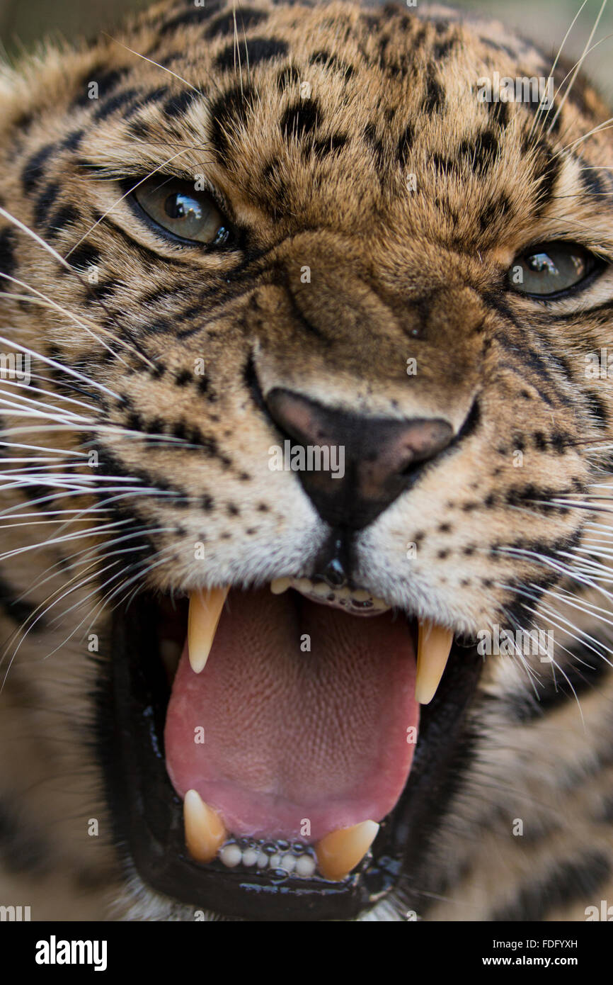 Leopards teeth mouth hi-res stock photography and images - Alamy