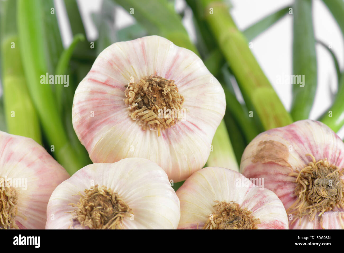 detail of fresh garlic bunch Stock Photo - Alamy