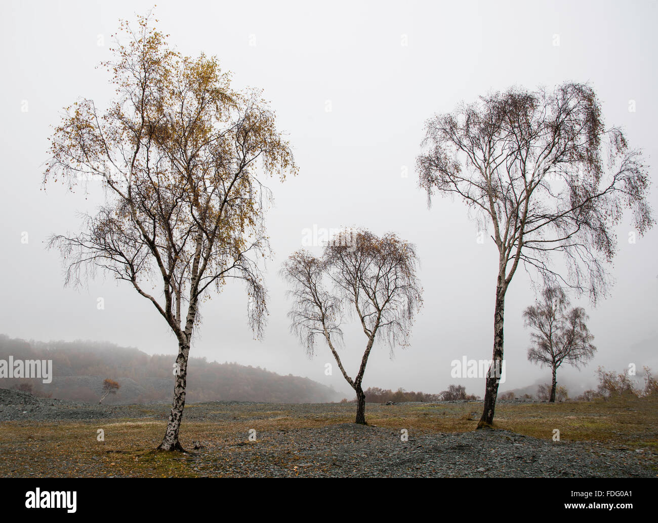 Silver Birches in autumn mist Stock Photo - Alamy