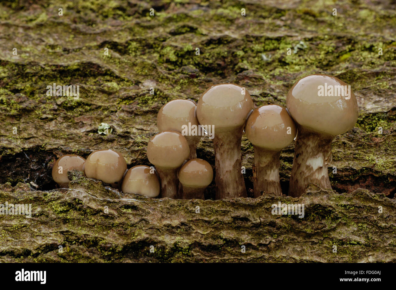 Slimy Beach Cap fungus on log Stock Photo - Alamy