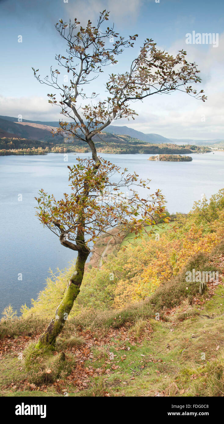 Surprise View Tree Stock Photo - Alamy