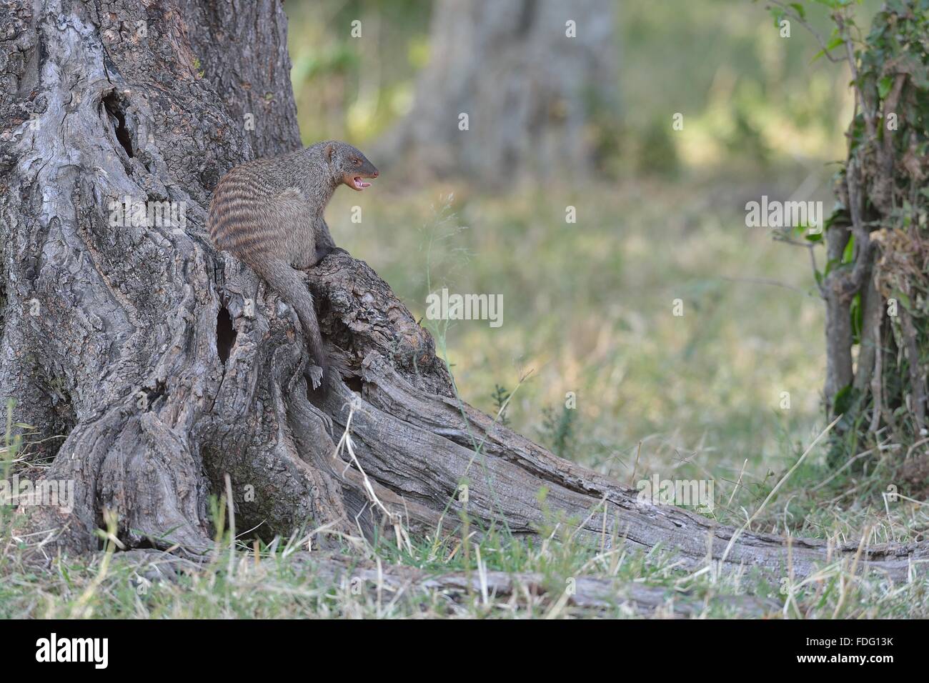 Banded Mongoose (Mungos mungo) sitting on the foot of a tree Masai Mara ...