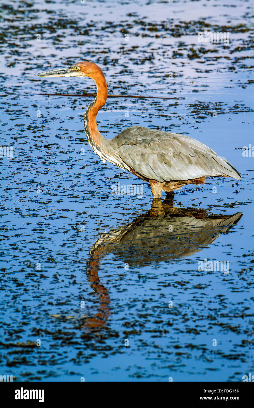 Heron goliath Specie Ardea goliath family of ardeidae Stock Photo - Alamy