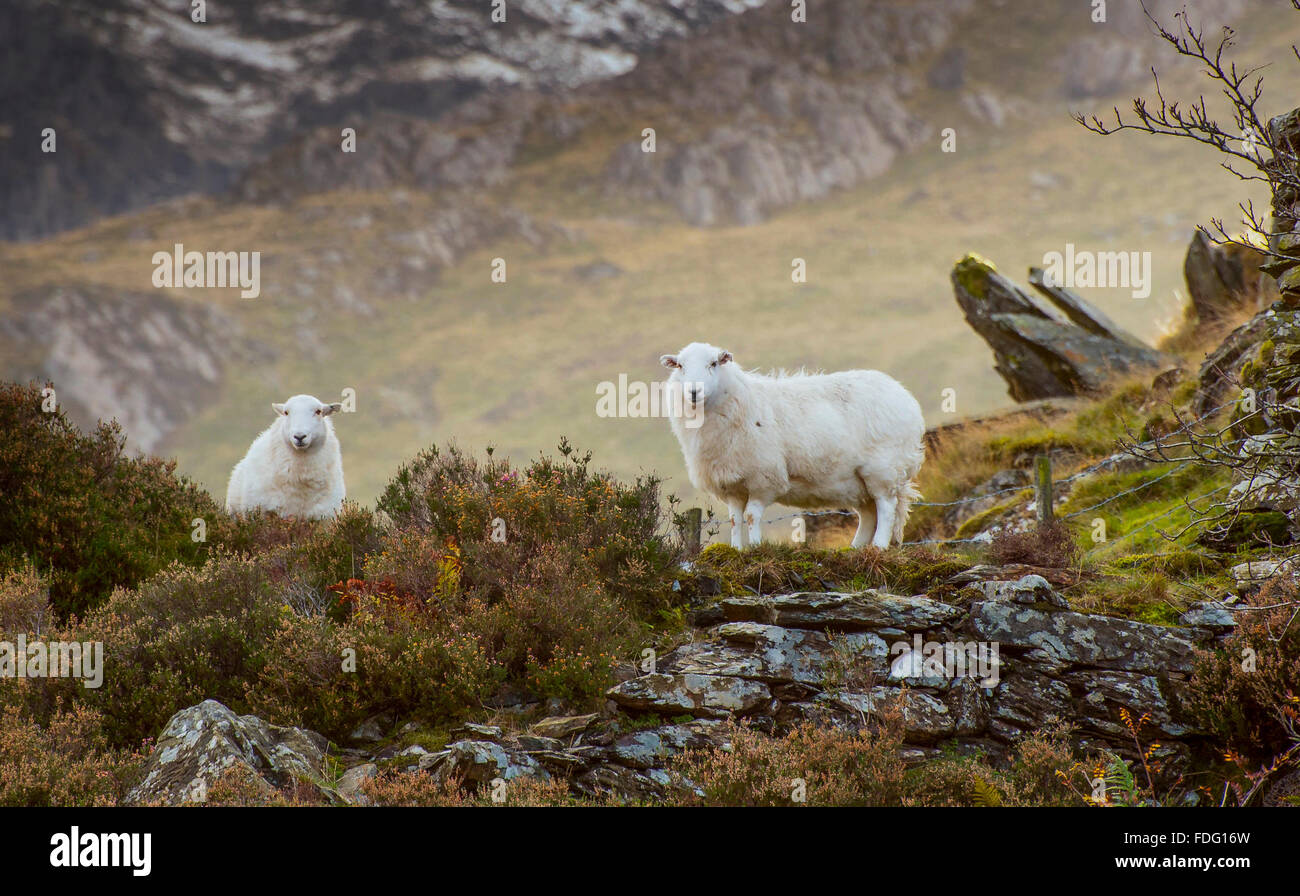 Two Welsh Hill Sheep in Snowdonia Stock Photo - Alamy