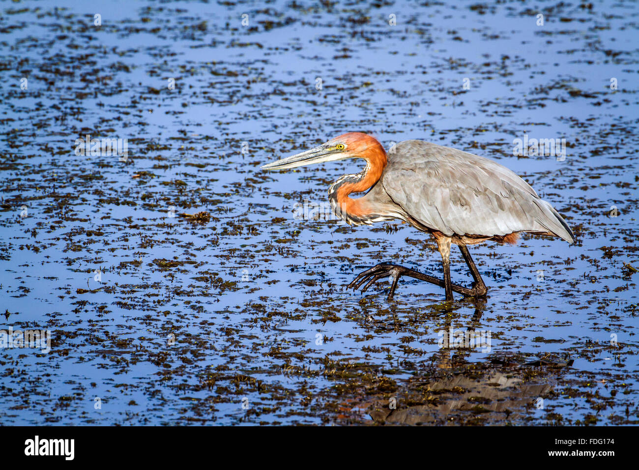 Heron goliath Specie Ardea goliath family of ardeidae Stock Photo - Alamy