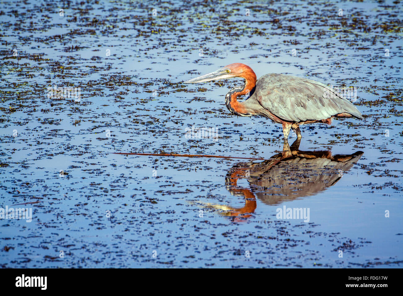 Heron goliath Specie Ardea goliath family of ardeidae Stock Photo - Alamy