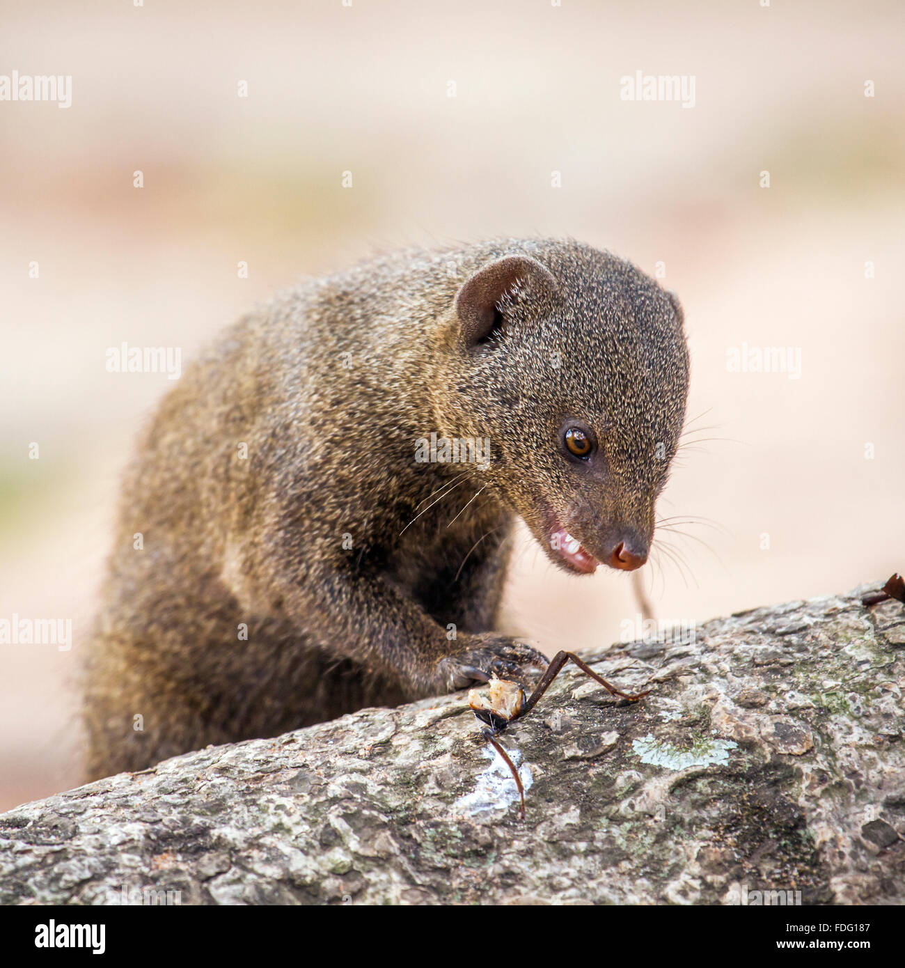 Common dwarf mongoose Specie Helogale parvula family of Herpestidae ...