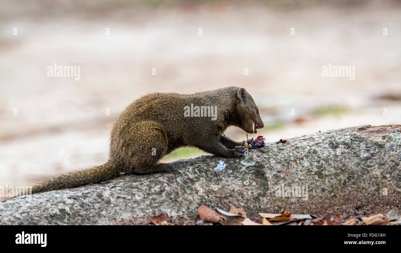 Common dwarf mongoose Specie Helogale parvula family of Herpestidae ...