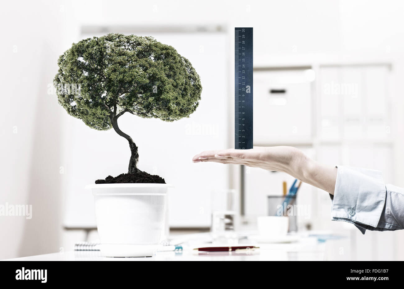 Close up of human hand measuring plant in pot with ruler Stock Photo ...