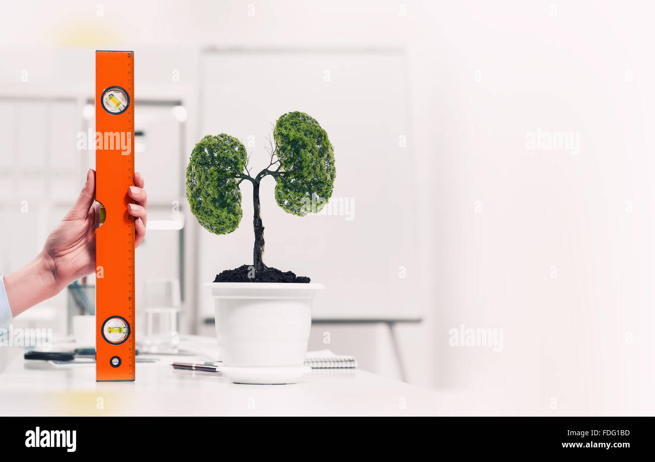 Close up of human hand measuring plant in pot with ruler Stock Photo ...