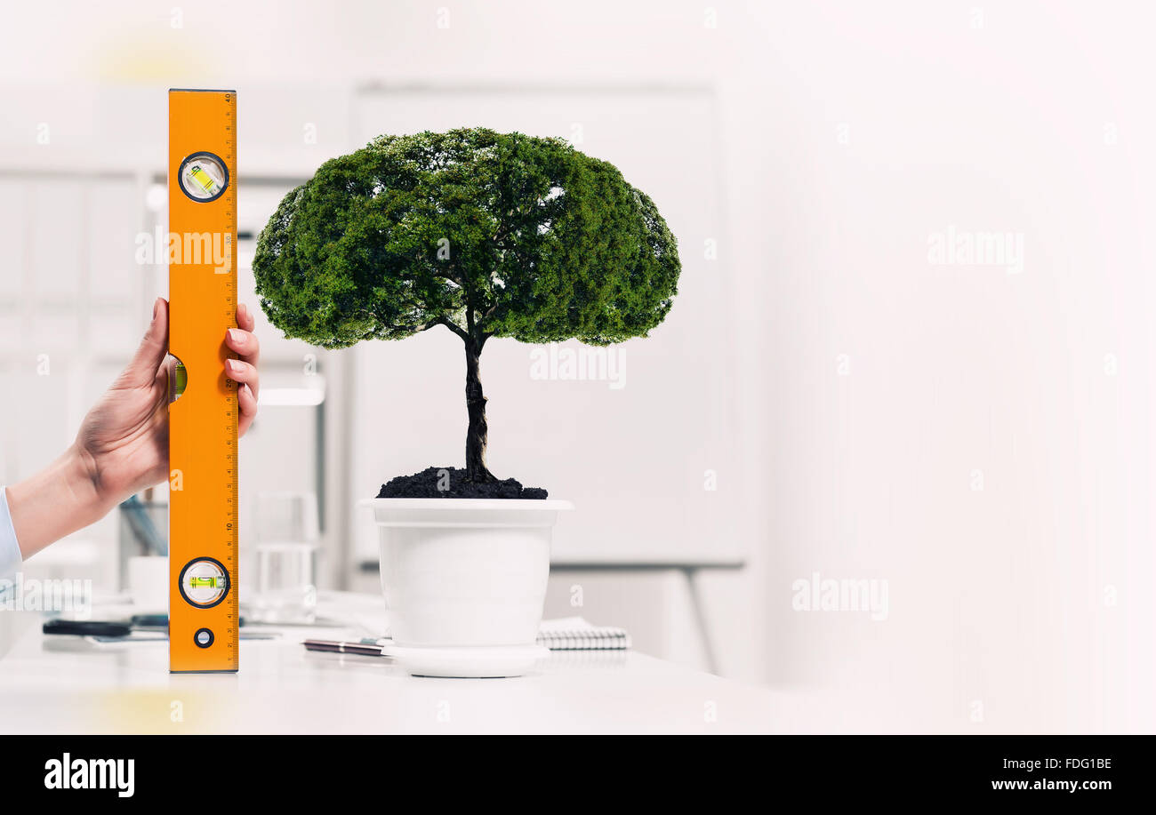 Close up of human hand measuring plant in pot with ruler Stock Photo ...