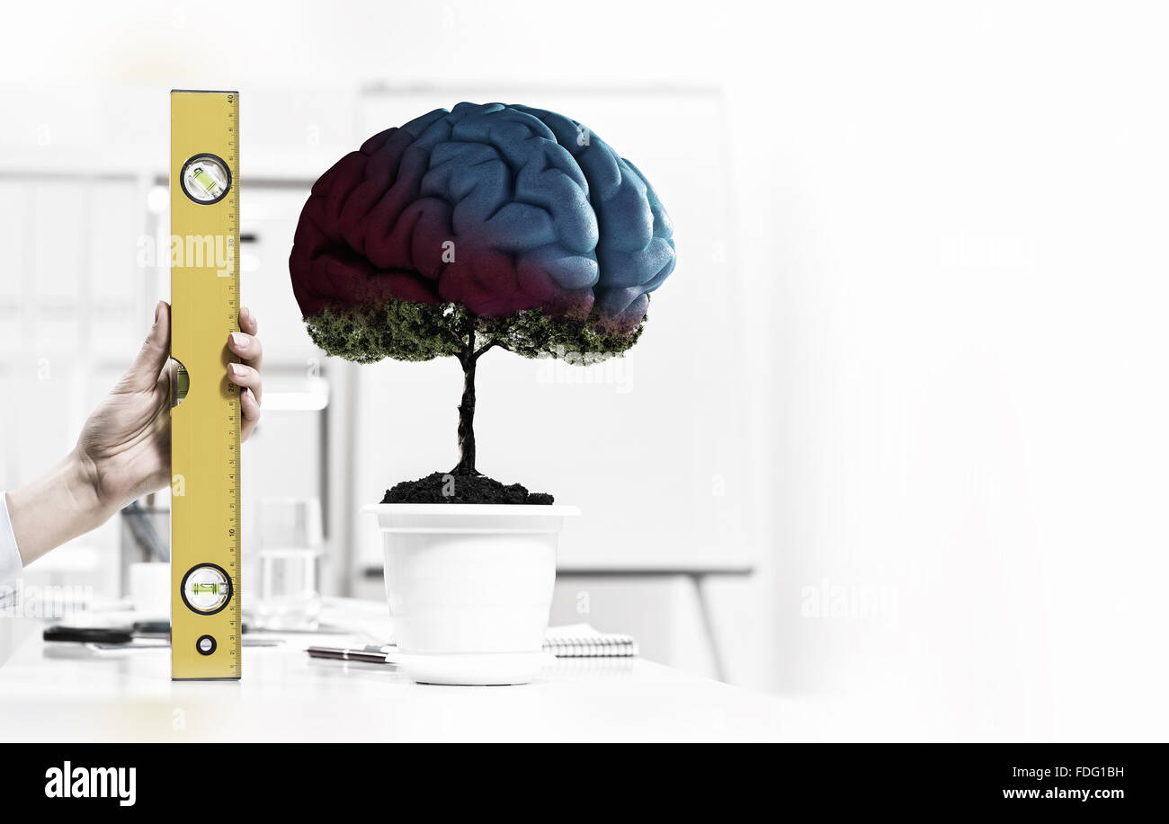 Close up of human hand measuring plant in pot with ruler Stock Photo ...