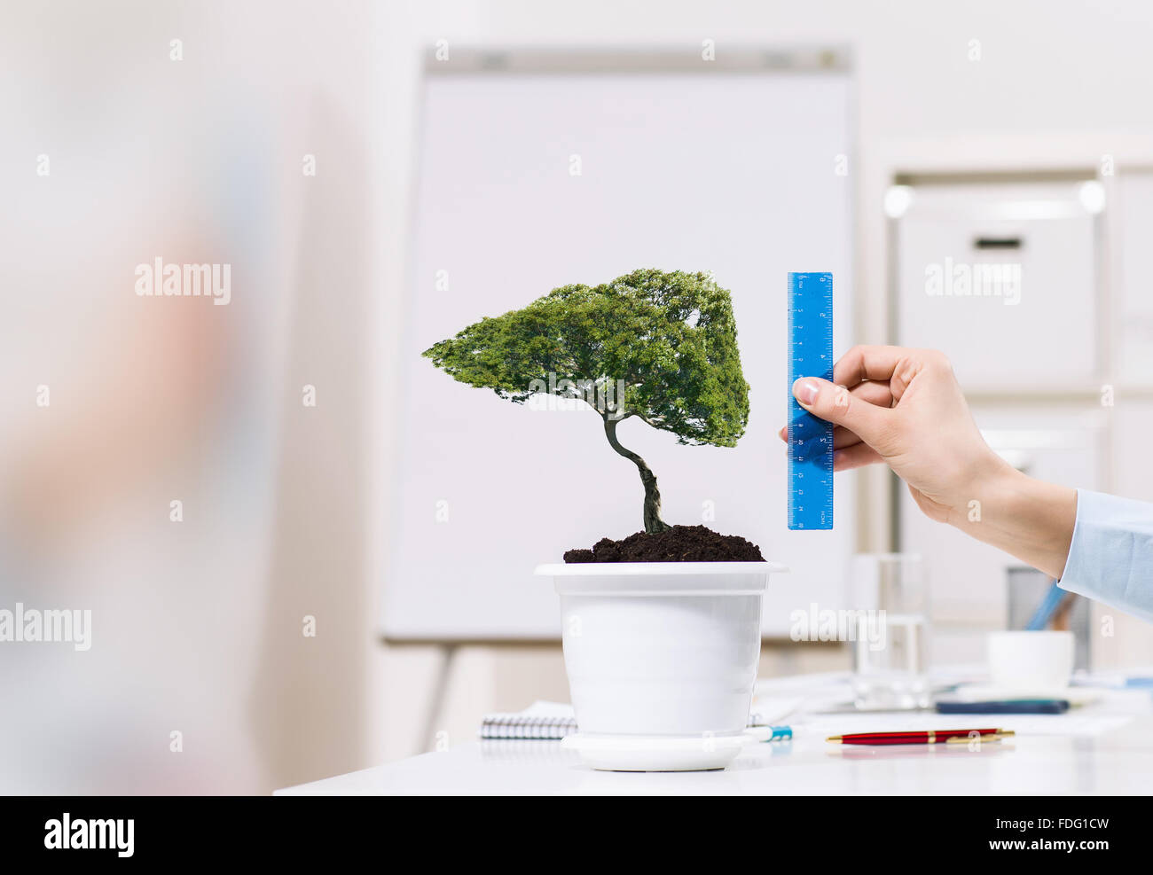 Close up of human hand measuring plant in pot with ruler Stock Photo ...
