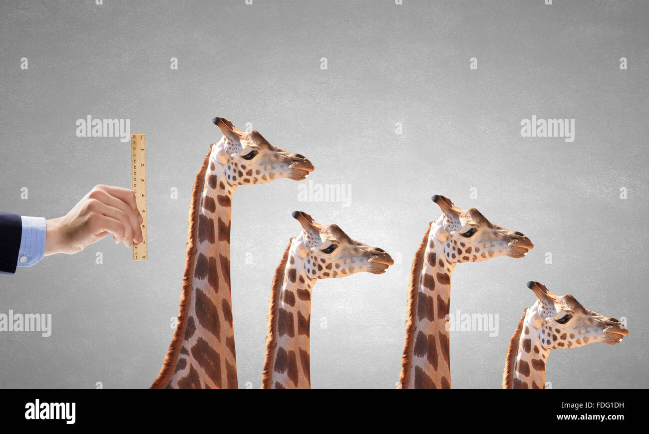 Close up of male hand measuring giraffe with ruler Stock Photo - Alamy