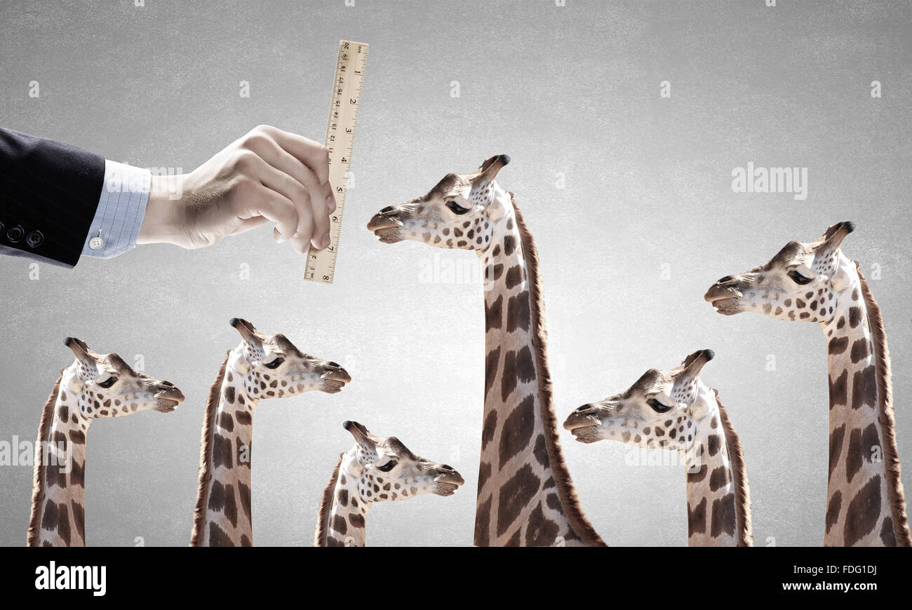 Close up of male hand measuring giraffe with ruler Stock Photo - Alamy