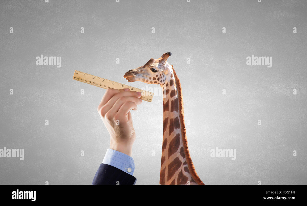 Close up of male hand measuring giraffe with ruler Stock Photo - Alamy