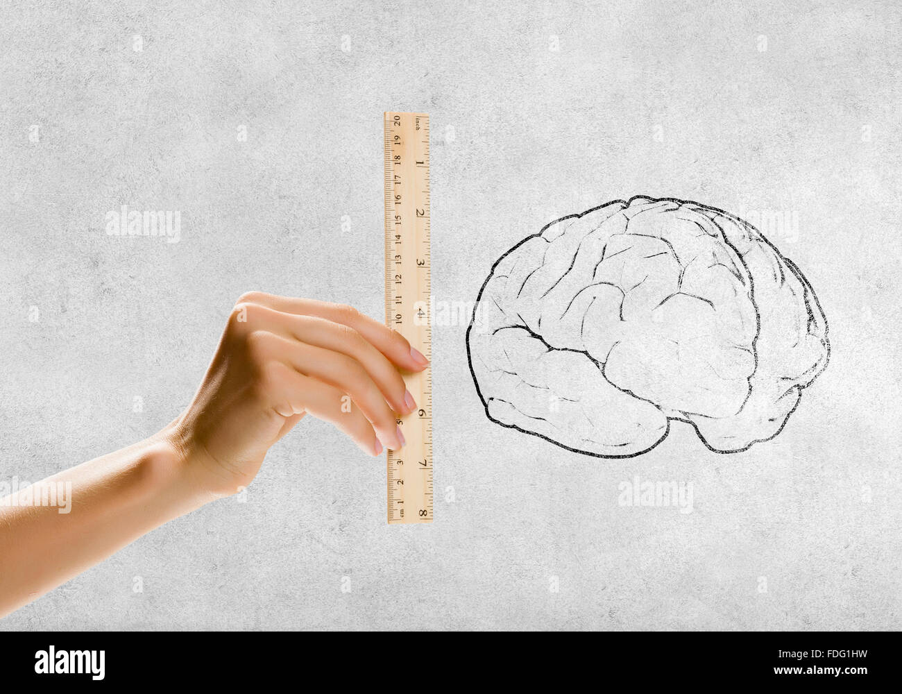 Close up of people hands measuring brain with ruler Stock Photo - Alamy
