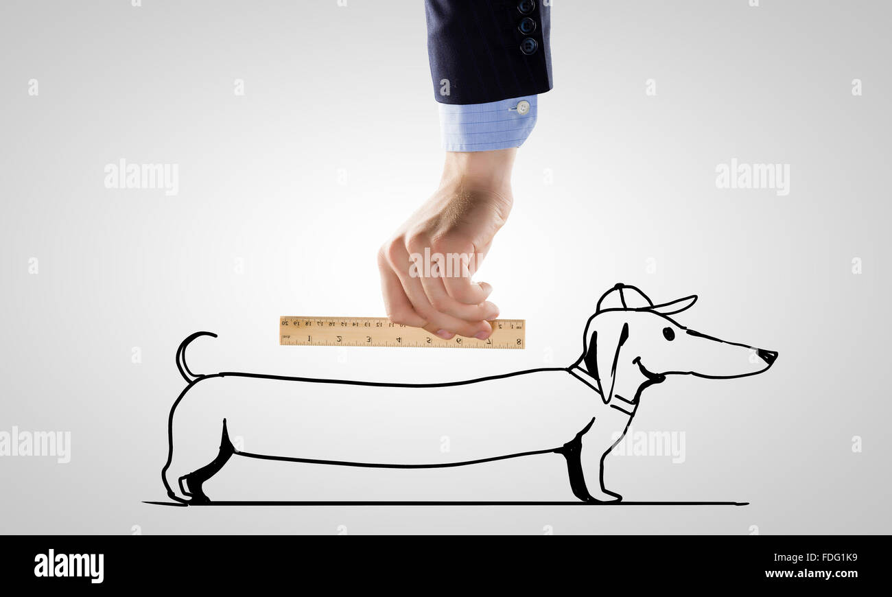 Close up of male hand measuring dachshund with ruler Stock Photo - Alamy