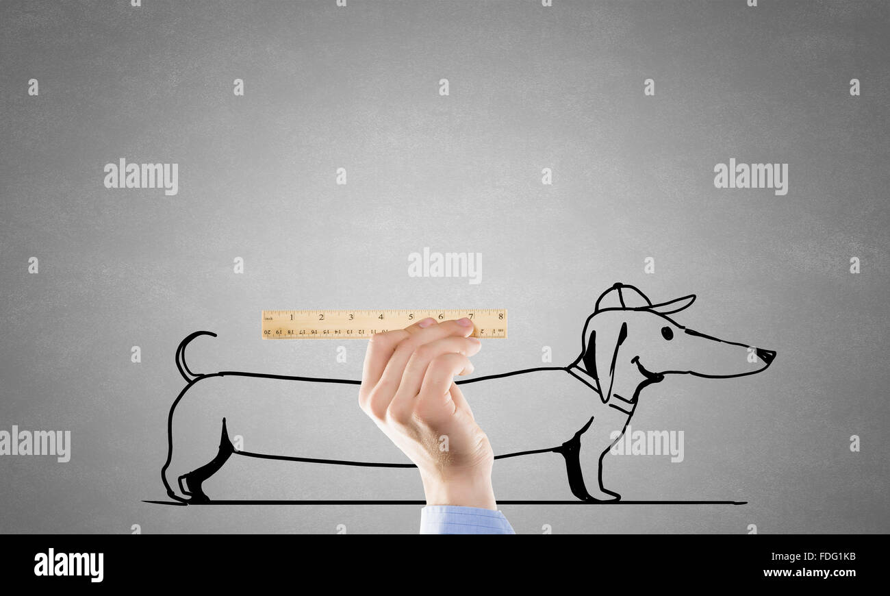 Close up of male hand measuring dachshund with ruler Stock Photo - Alamy