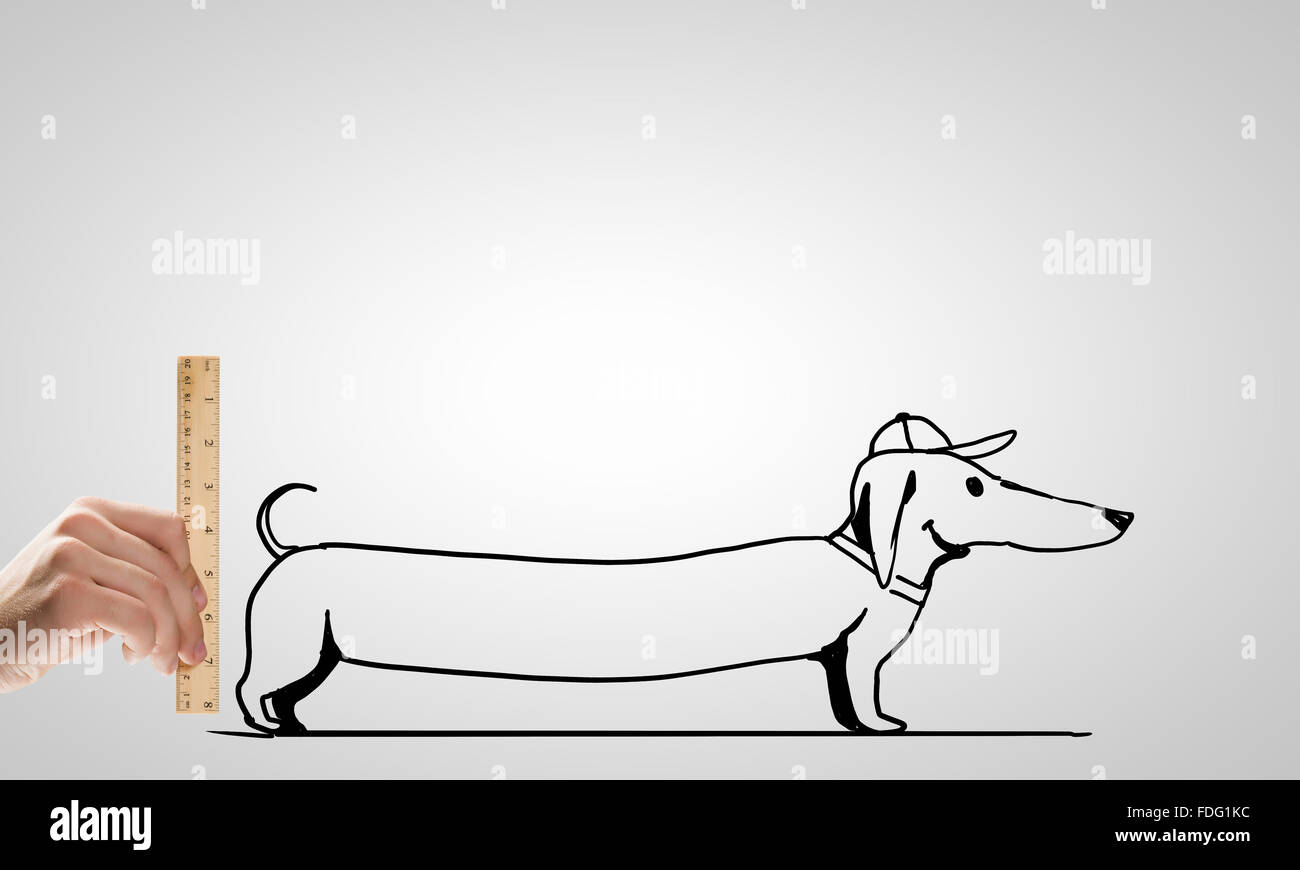 Close up of male hand measuring dachshund with ruler Stock Photo - Alamy