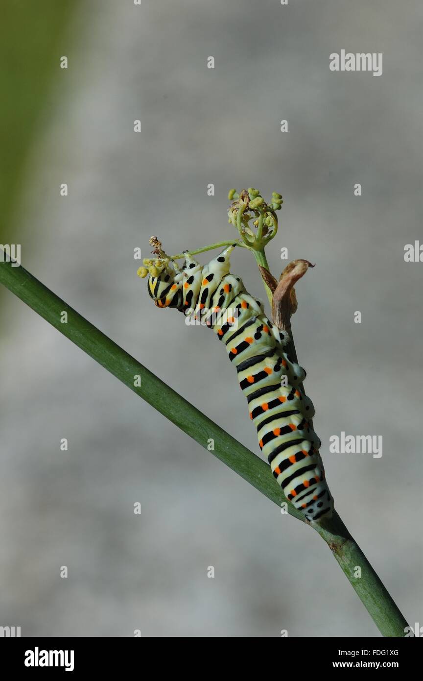 Old World Swallowtail - Common Yellow Swallowtail (Papilio machaon) caterpillar feeding on Wild ...