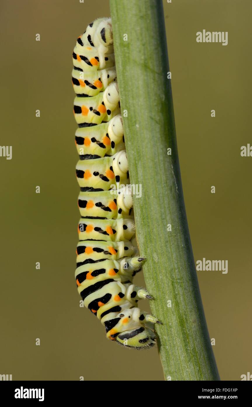 Old World Swallowtail - Common Yellow Swallowtail (Papilio machaon) caterpillar feeding on Wild ...