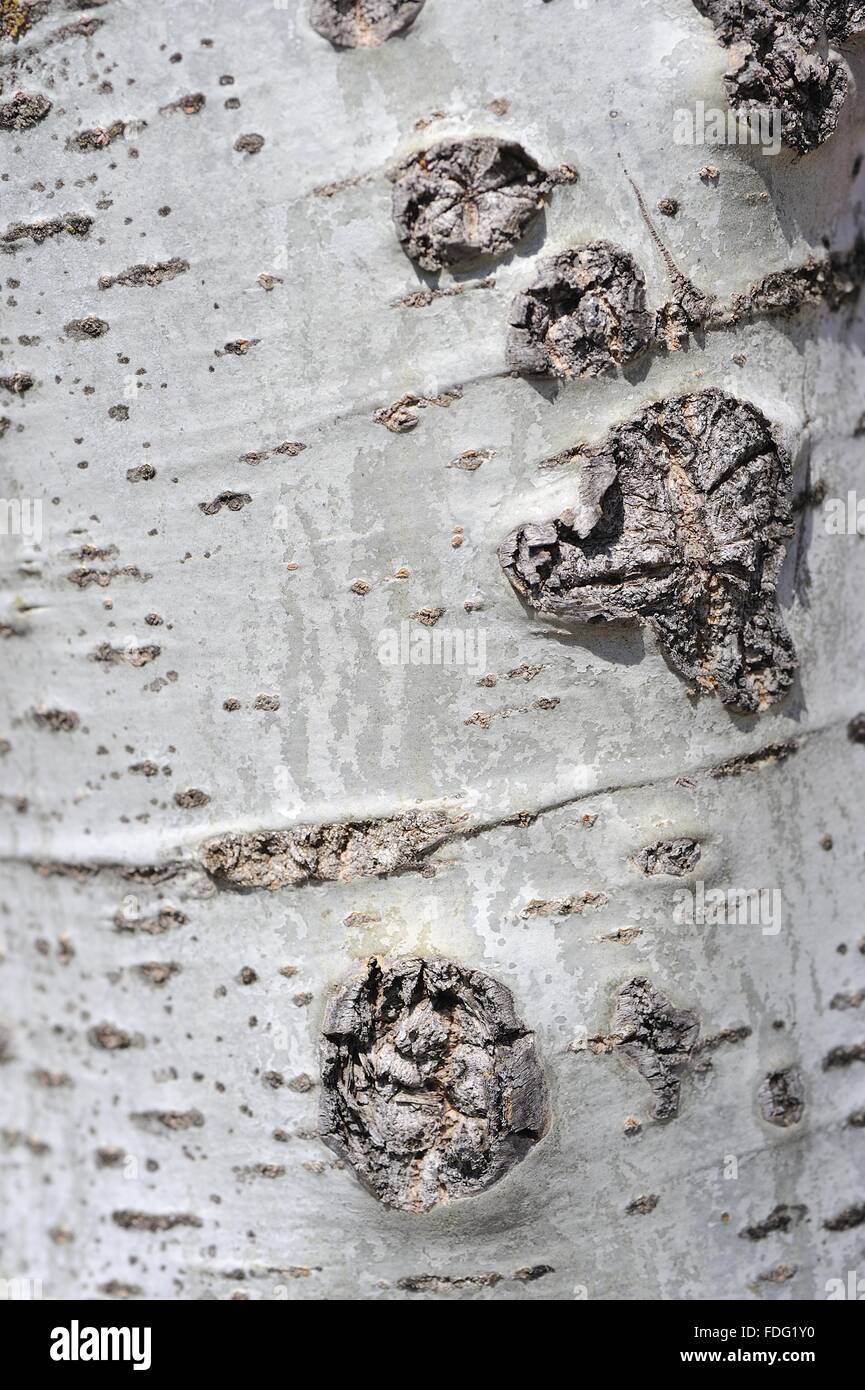 Trembling aspen white poplar hi-res stock photography and images - Alamy