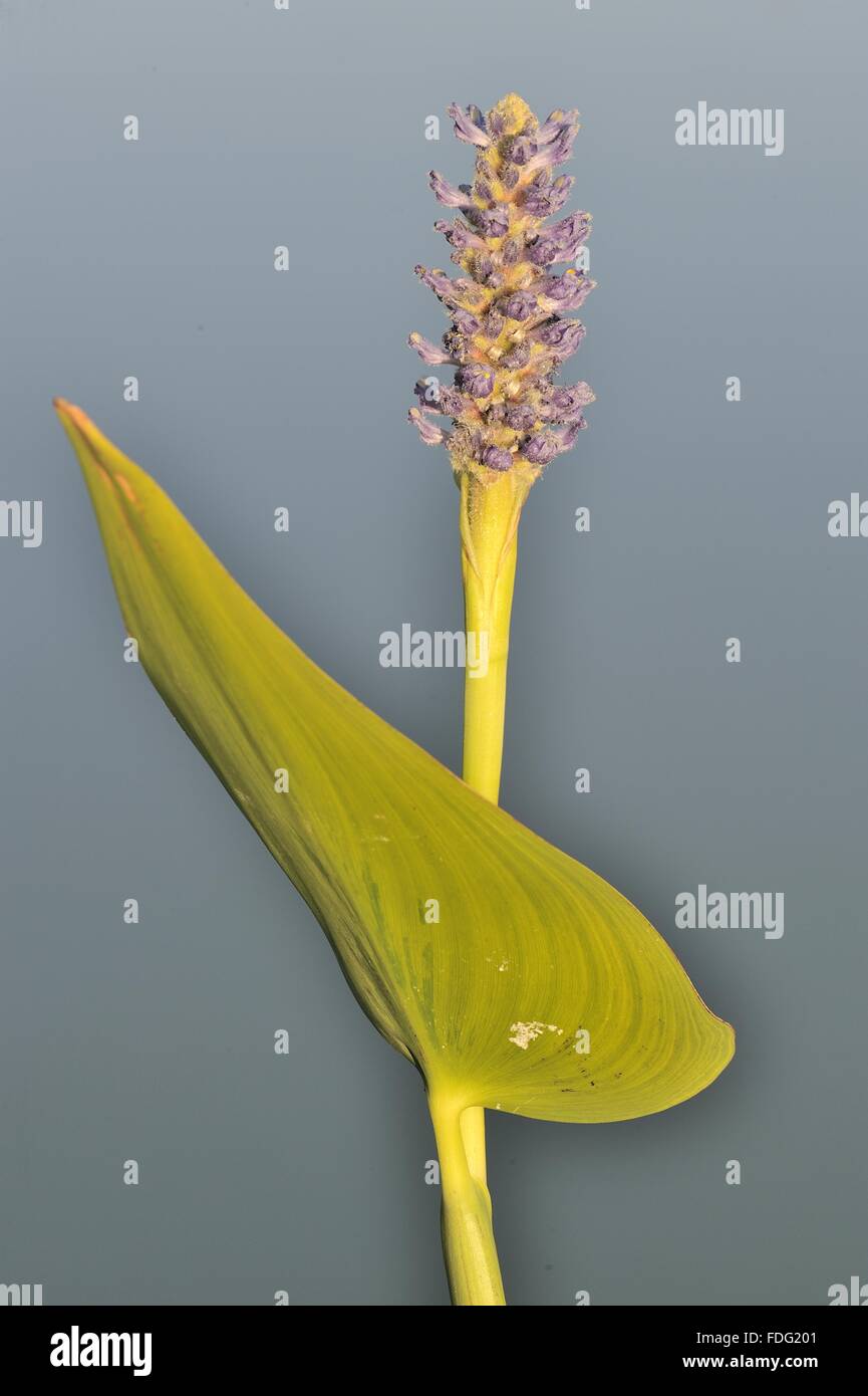 Pickerelweed - Pickerel Weed (Pontederia cordata) flowering at sunset ...