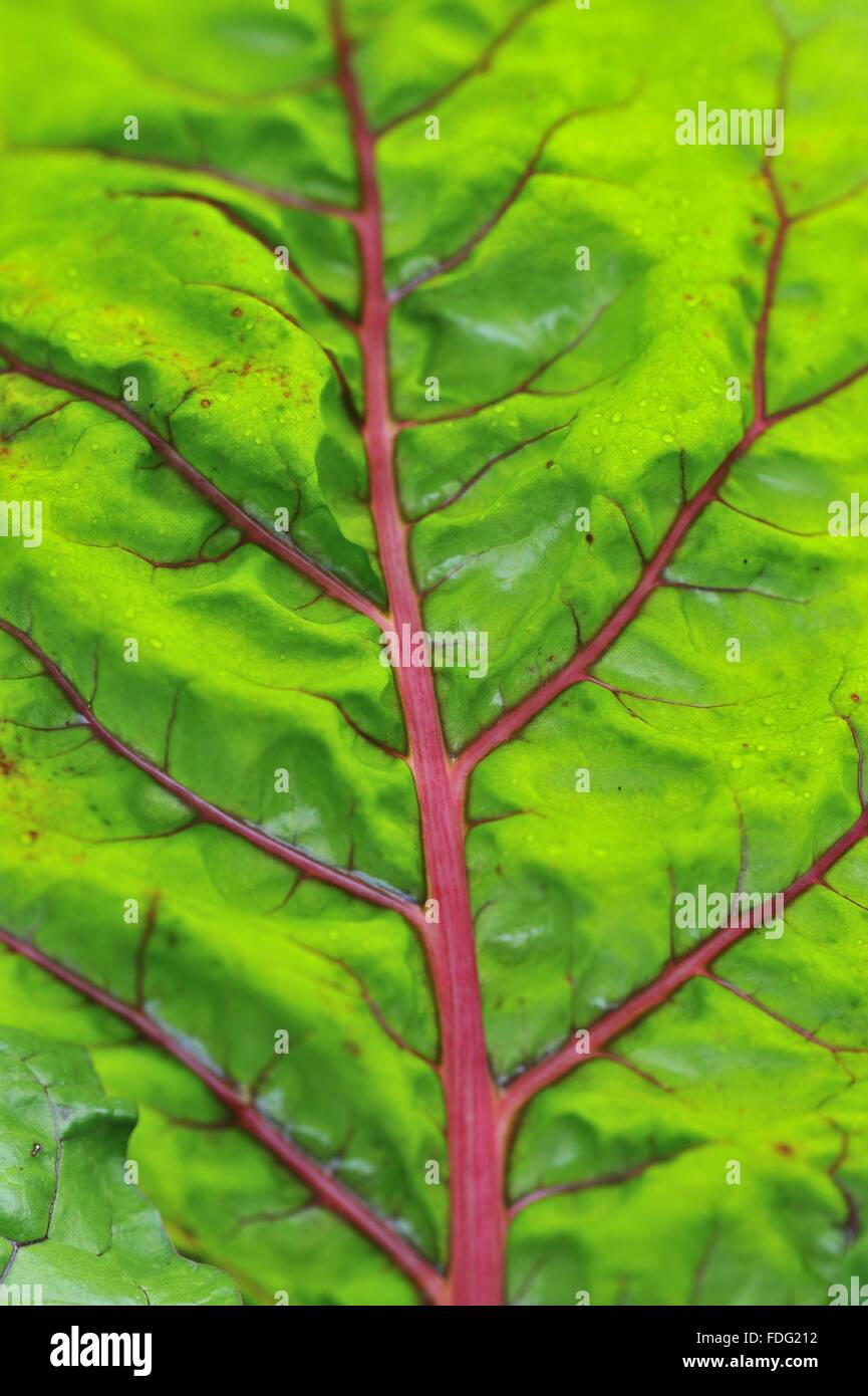 Spinach Beet - Foliage Beet - Chard (Beta vulgaris var vulgaris) leaf ...