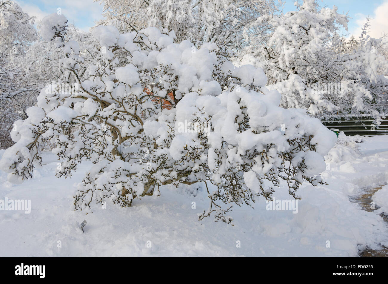 winter in sweden with snow on the tree and blue sky Stock Photo - Alamy