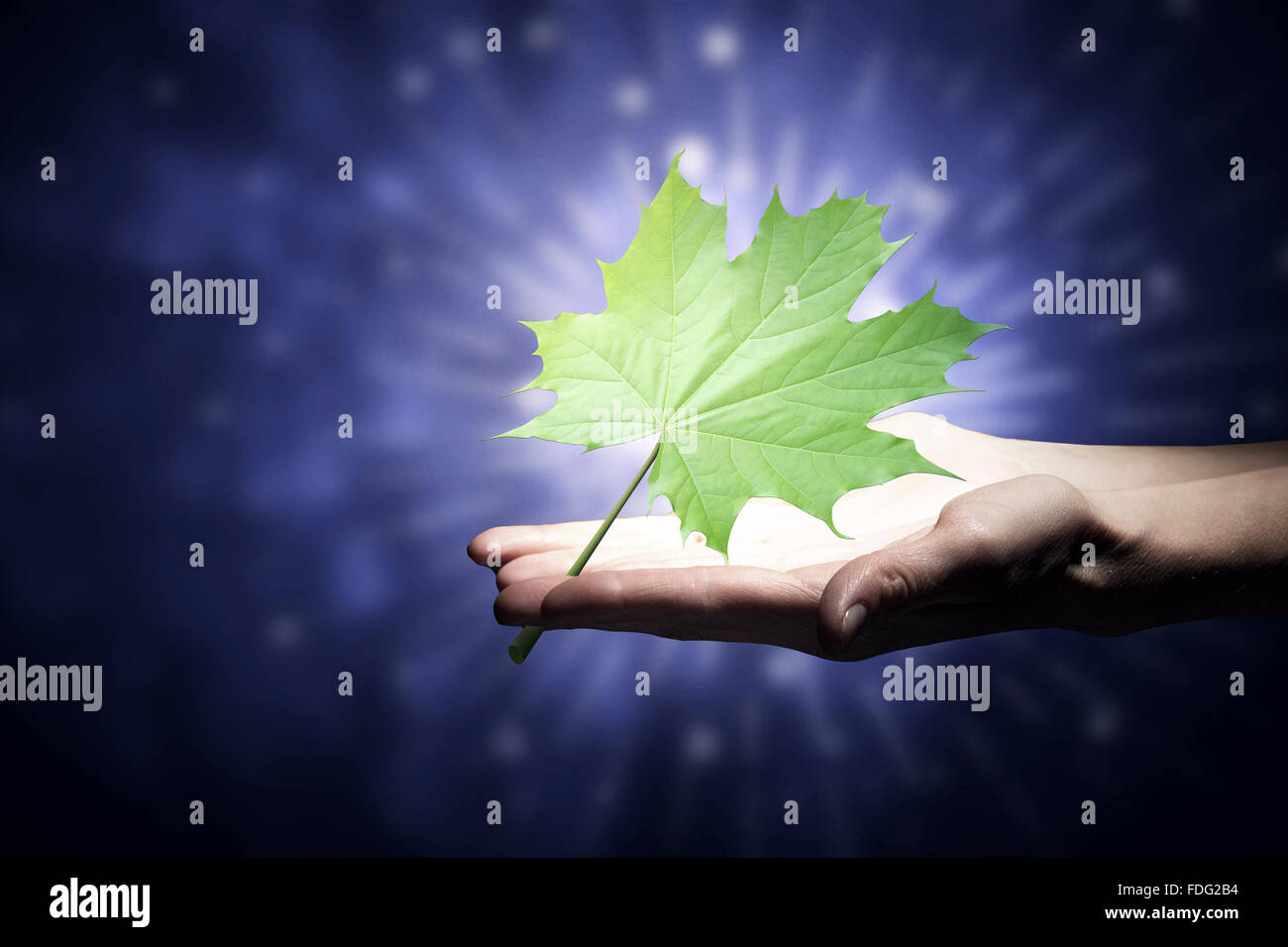 Hand holding green maple leaf in hand Stock Photo - Alamy