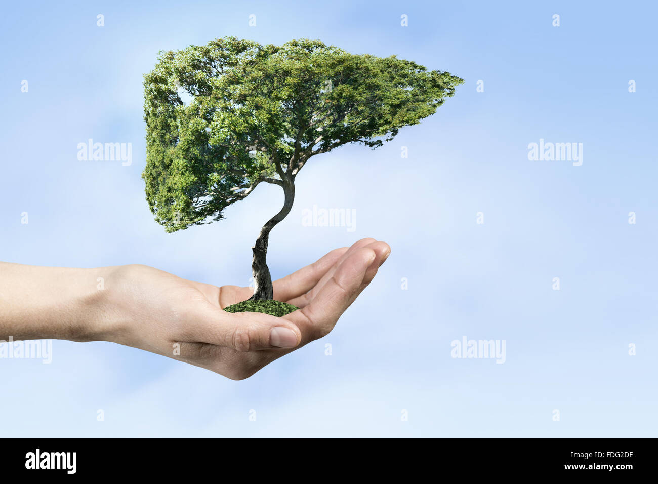 Close up of hand holding green tree concept Stock Photo - Alamy