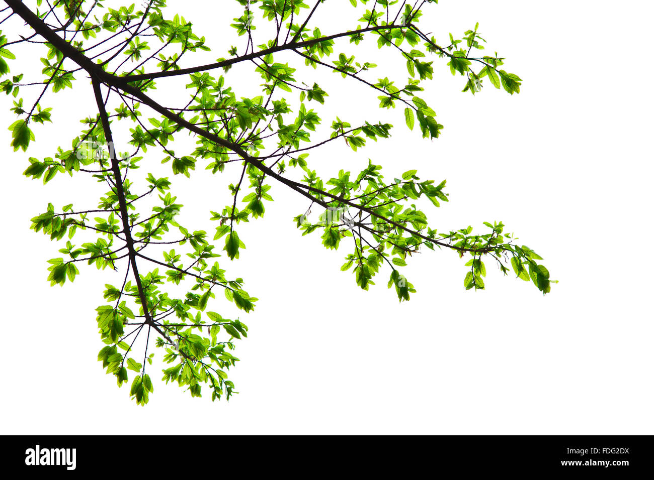 Fresh spring leaves isolated on white background Stock Photo - Alamy