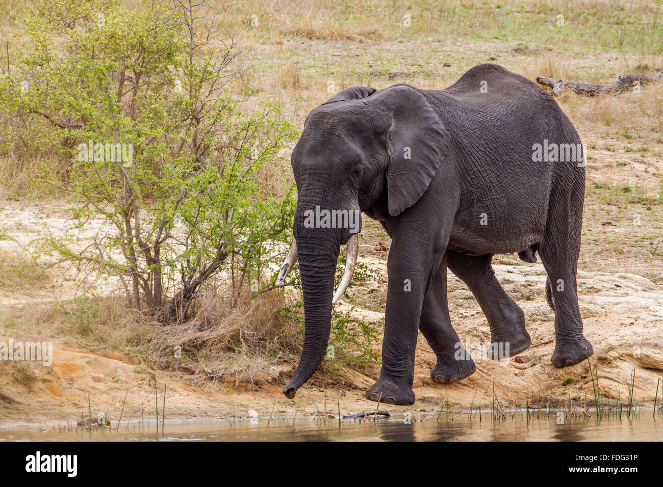 African bush elephant Specie Loxodonta africana family of Elephantidae ...