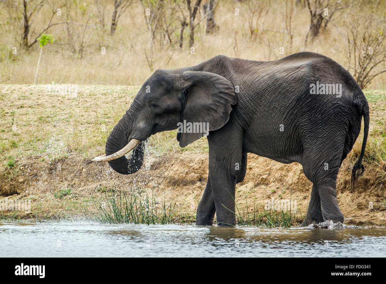 African bush elephant Specie Loxodonta africana family of Elephantidae ...