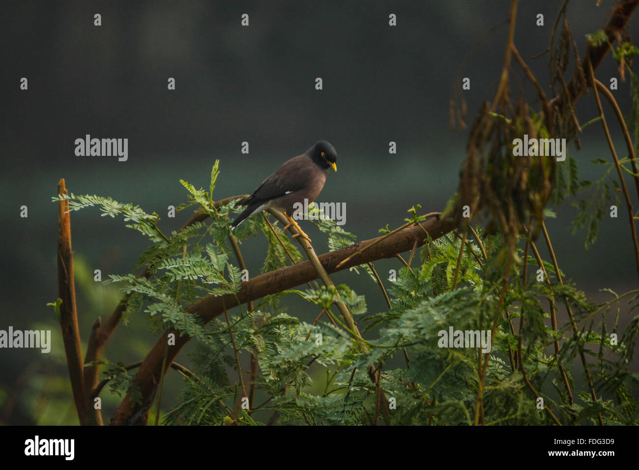 A common Myna bird of India Stock Photo - Alamy