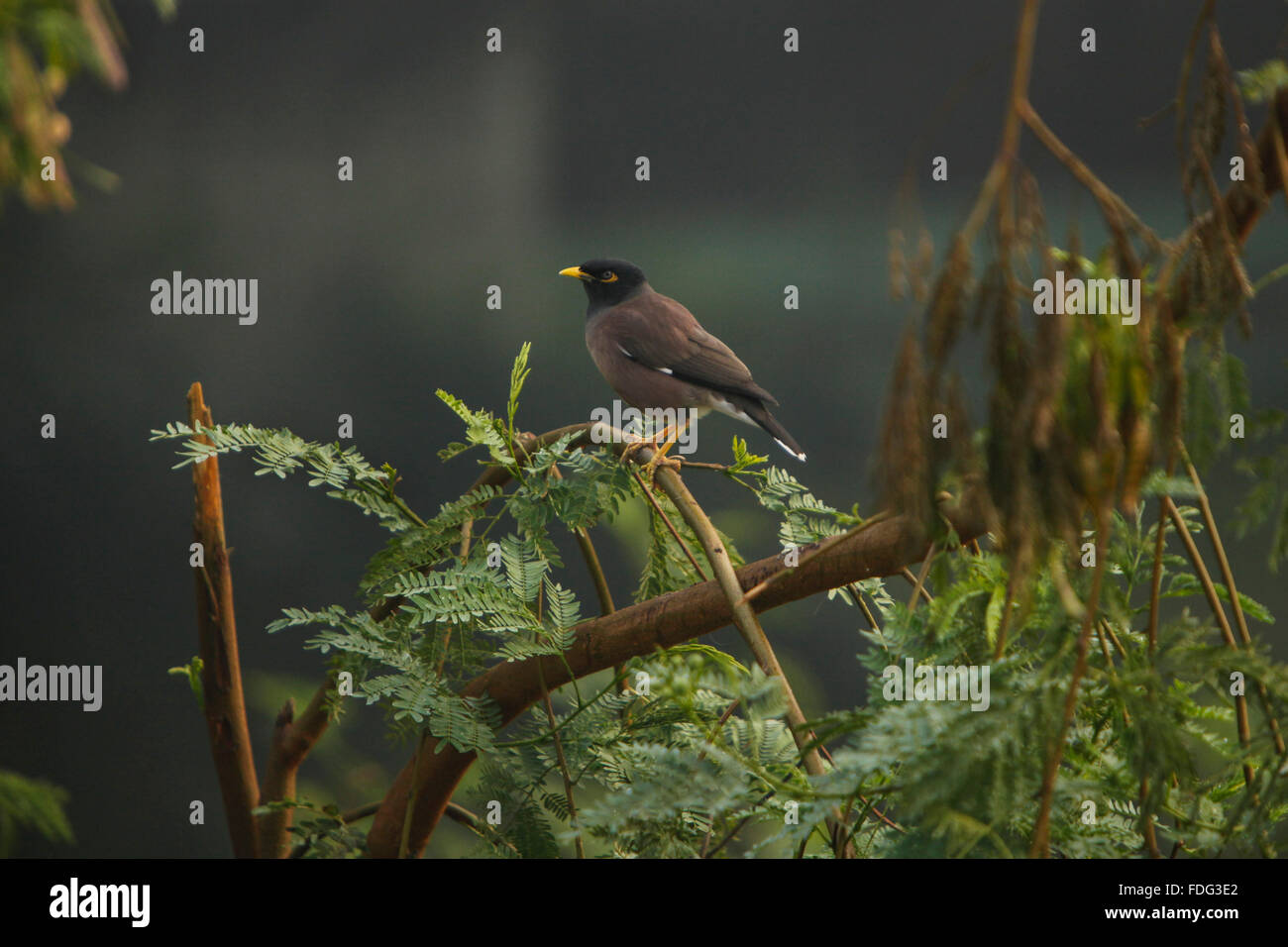 A common Myna bird of India Stock Photo - Alamy