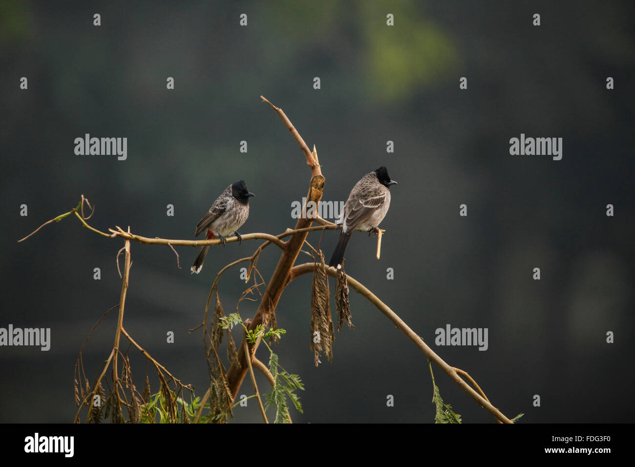 Bul bul bird hi-res stock photography and images - Alamy