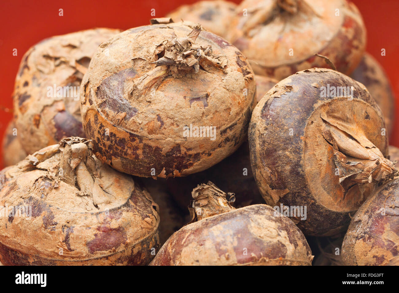 Water chestnuts isolated on white background Stock Photo - Alamy