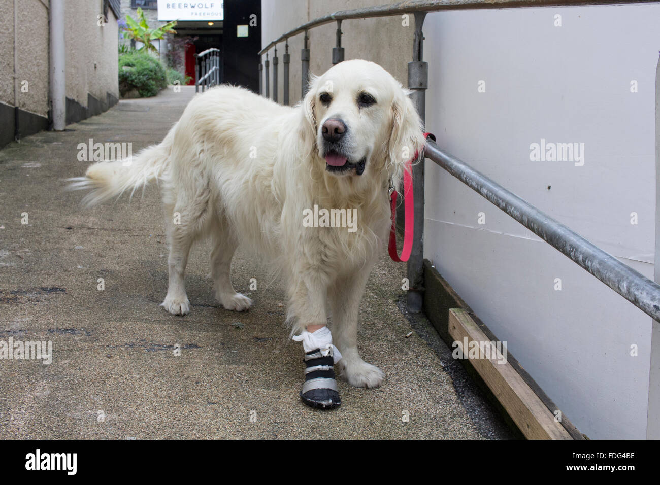 Dog with a poorly paw Stock Photo - Alamy