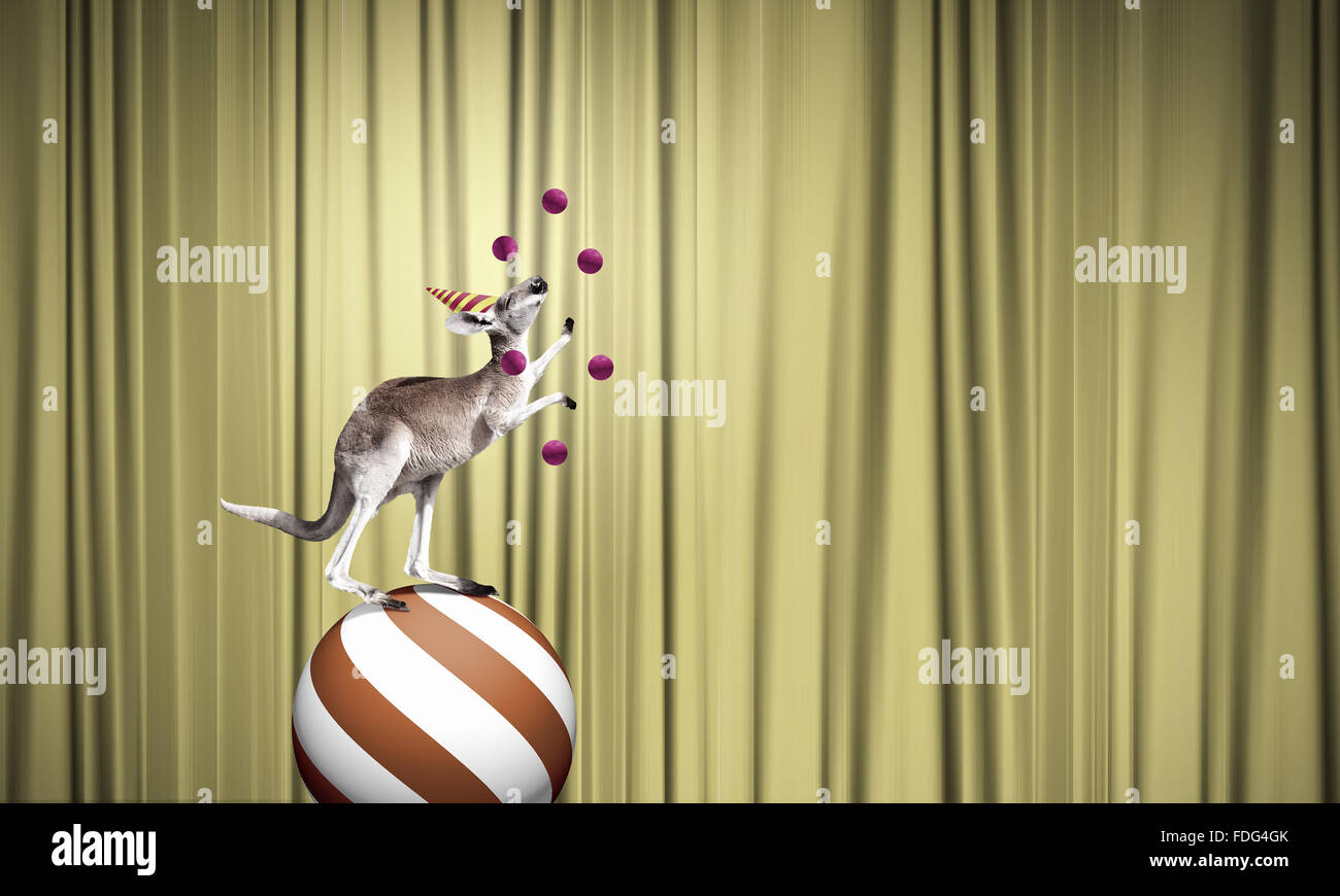 Circus kangaroo standing on ball and juggling with balls Stock Photo ...